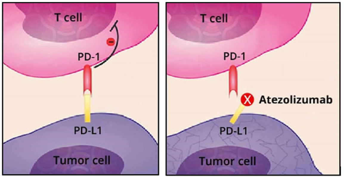 In the News | NIH Intramural Research Program
